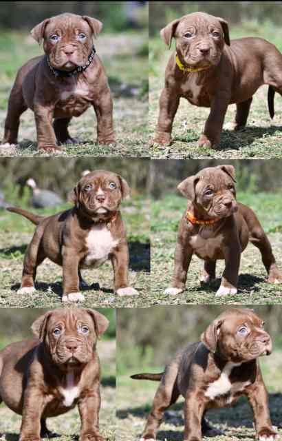 ABKC American Bully Pups | Dogs & Puppies | Gumtree Australia Singleton ...