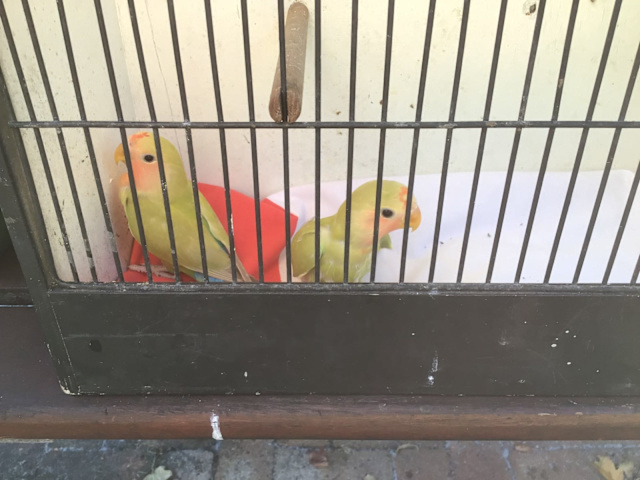 2 twin young love birds | Birds | Gumtree Australia Melville Area ...