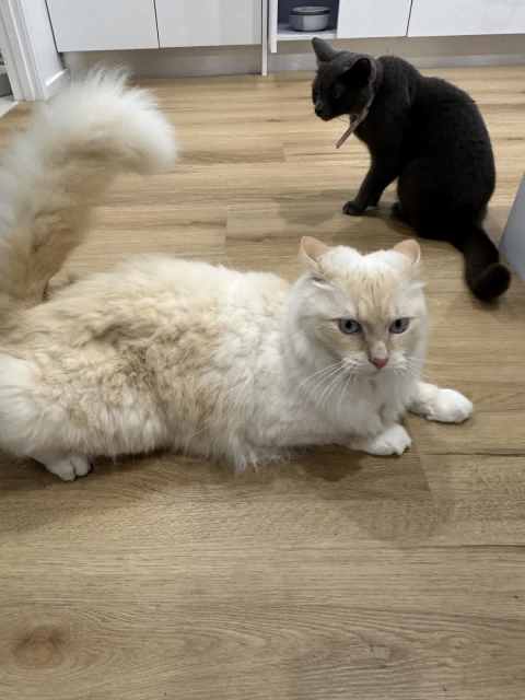 Ragdoll cat | Cats & Kittens | Gumtree Australia Gold Coast City ...