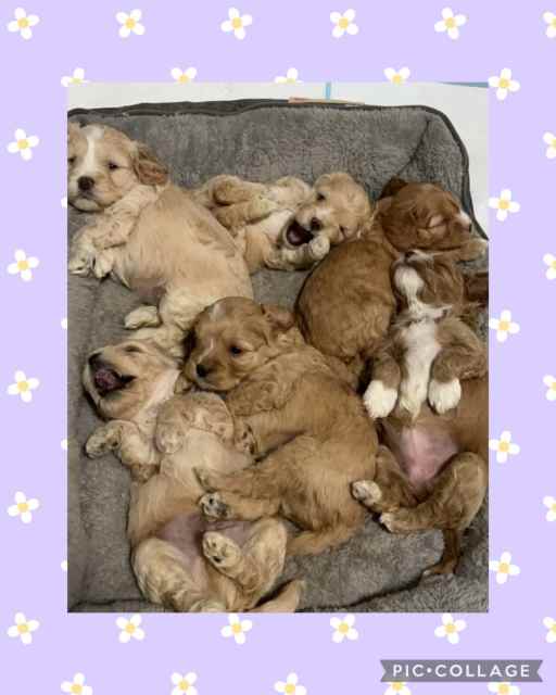 🐶F1 First Generation Cavoodles 🐶 | Dogs & Puppies | Gumtree Australia ...