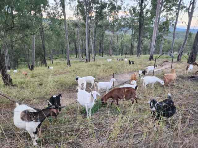 friendly Goats / heard of 29, 24 girls 5 boys | Livestock | Gumtree ...