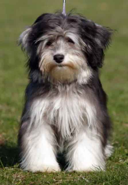 Havanese Puppies - Pure bred small hypoallergenic breed | Dogs ...