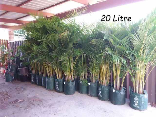 Large Golden Cane Palms 1.8M Sun grown - Plants in Eden Hill WA ...