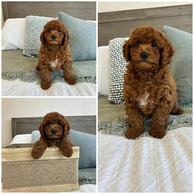 Dark Ruby Cavoodle Puppies- Free Delivery to Sydney | Dogs & Puppies ...