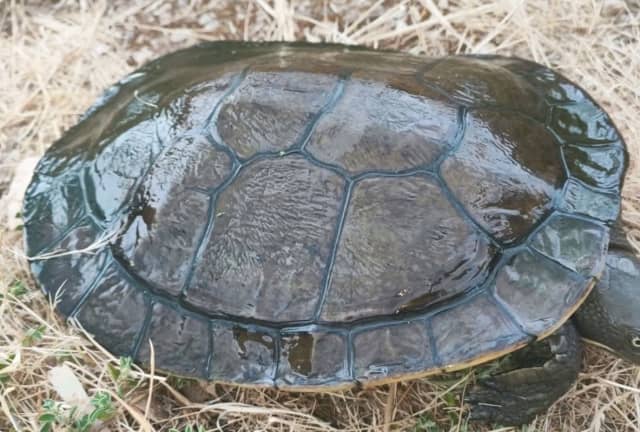 Turtle extra large shell over 30cm | Pet Products | Gumtree Australia ...