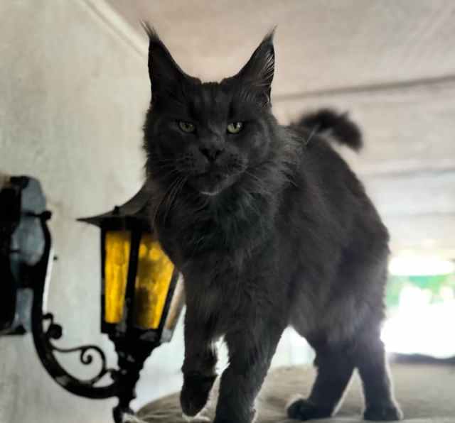 Maine Coon Russian Imp lines | Cats & Kittens | Gumtree Australia South Burnett Area - Nanango ...