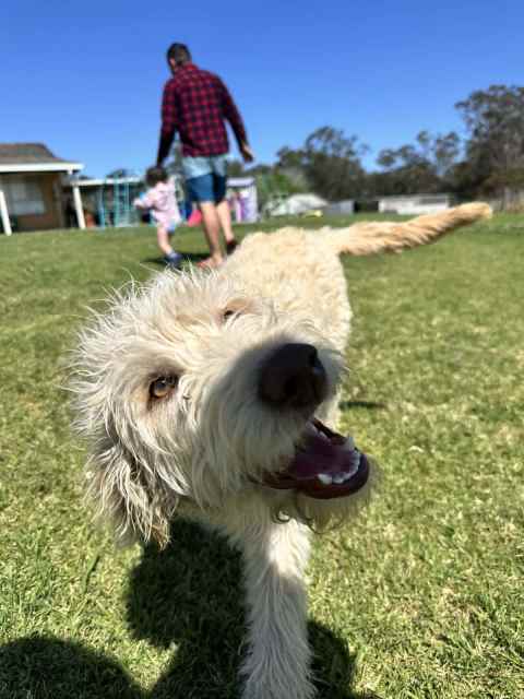 Standard first gen Labradoodle pup 5 months old. Last out of litter ...