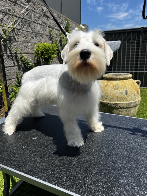 Purebred miniature Schnauzer | Dogs & Puppies | Gumtree Australia ...