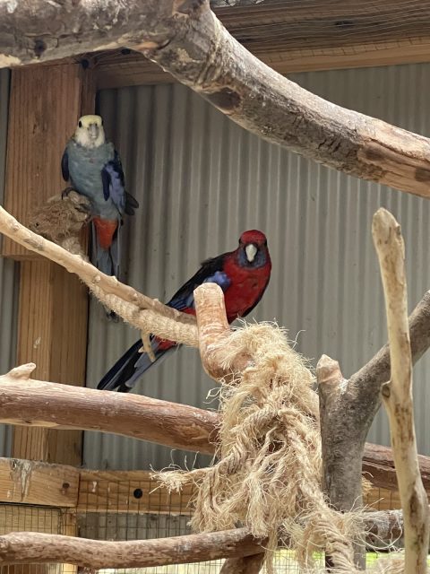 Small parrots, rosellas and grass aviary birds | Birds | Gumtree ...