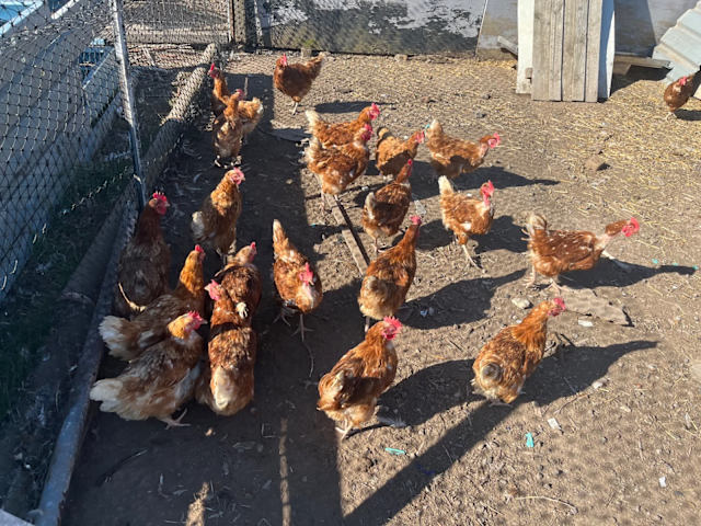 16 month old chicken hens chooks isa browns egg layers | Livestock ...