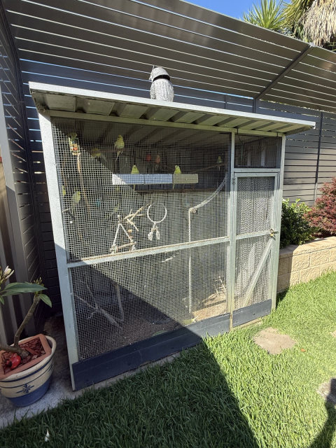 Bird Aviary with Budgies, Rosy Burkes & Quails | Birds | Gumtree Australia Parramatta Area ...