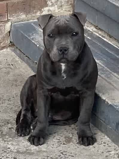 Pedigree blue male Staffordshire bull terrier pup ( English Staffy ...