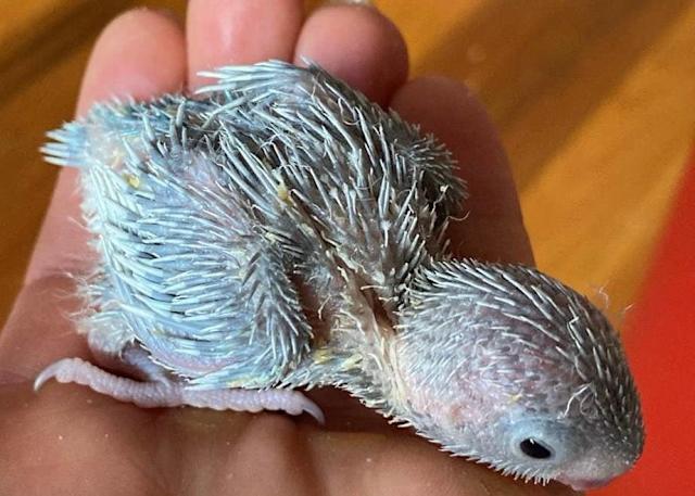 Parrotlets babies | Birds | Gumtree Australia Liverpool Area ...