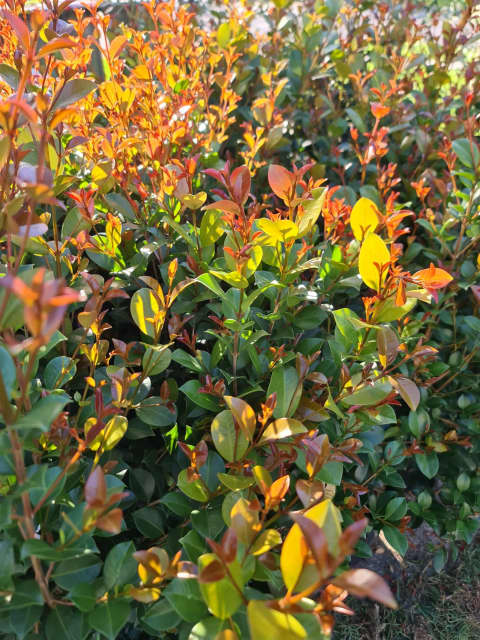 Big Red Lilly Pilly / 70cm-80m tall / 20cm pot / Low-Maintenance and A ...