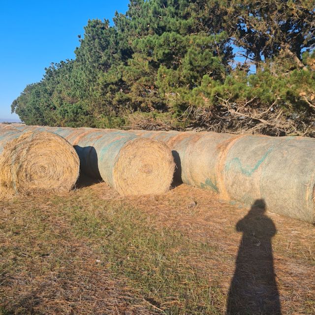 Hay round bales grass hay no sprays | Livestock | Gumtree Australia ...