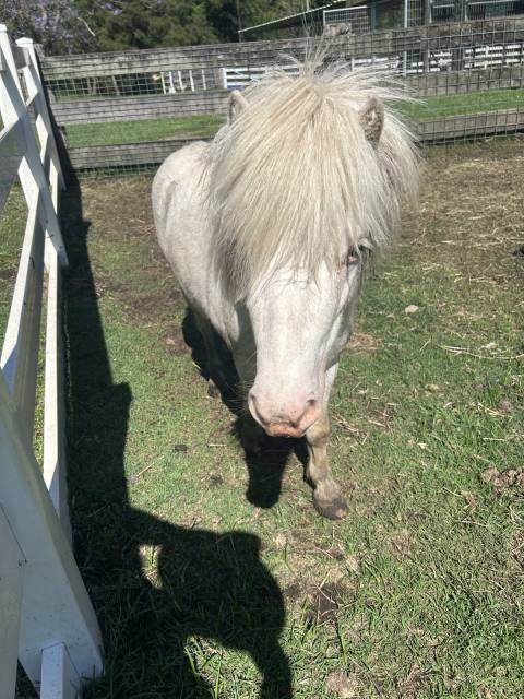 Cremello Miniature Pony Colt | Horses & Ponies | Gumtree Australia Ipswich South - Canungra ...