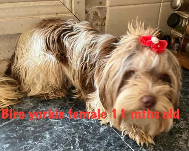 Yorkshire terrier biro girl | Dogs & Puppies | Gumtree Australia ...