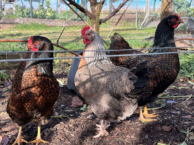 POL Chickens Dorking And Barnvelders | Livestock | Gumtree Australia ...
