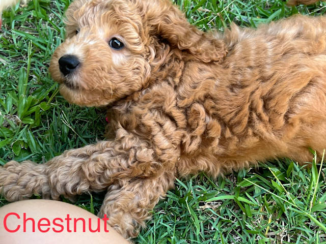 Red Miniature Groodle F1B - Chestnut | Dogs & Puppies | Gumtree ...