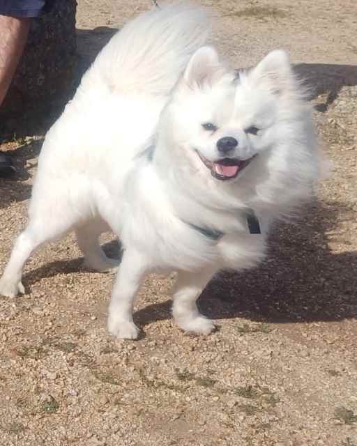 Pure bred Japanese Spitz | Dogs & Puppies | Gumtree Australia Victor ...
