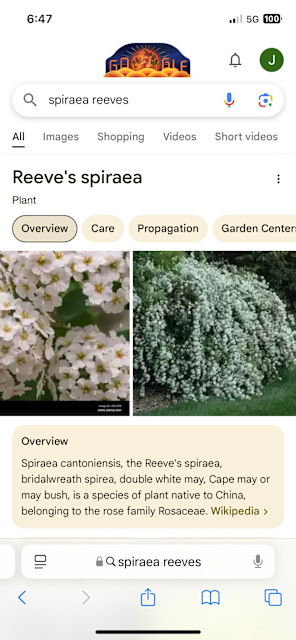 Reece’s Spiraea shrub / hedge plants x10 - Plants in Bray Park QLD ...