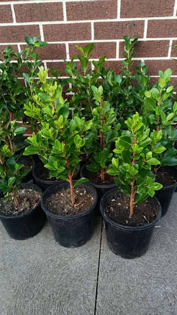 Standard Ficus Plants - Plants in Point Cook VIC | Gumtree Australia