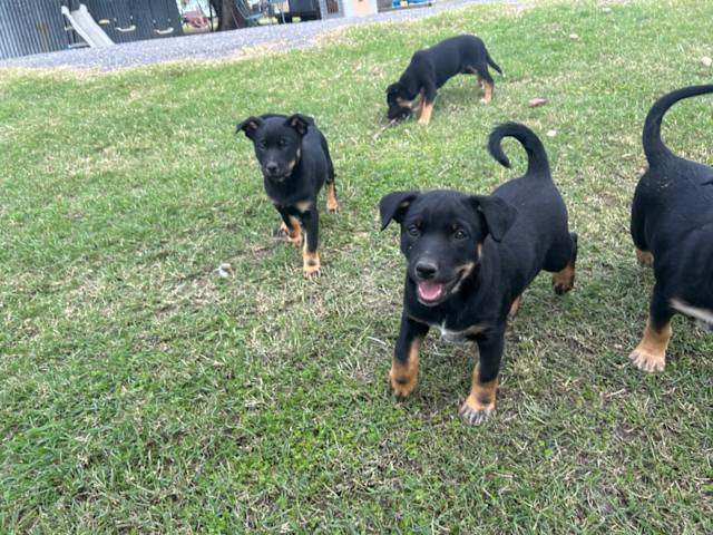 Purebred Kelpie Puppies | Dogs & Puppies | Gumtree Australia Lockyer ...