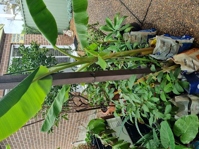 Lady finger banana plant - Plants in Yagoona NSW | Gumtree Australia