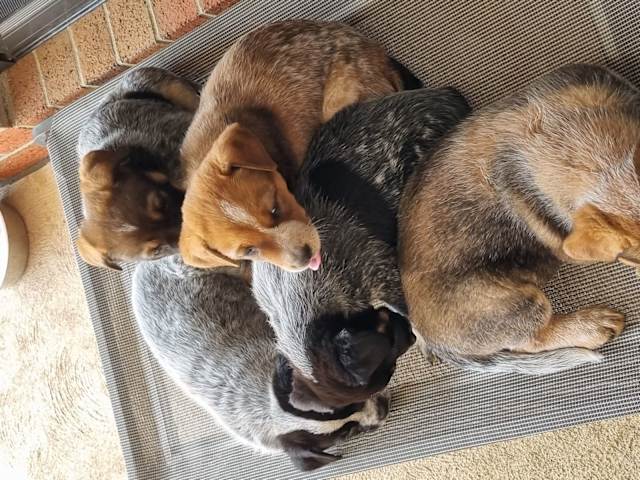 Australian cattle dog. Red & Blue Heeler stumpy tail pups | Dogs ...