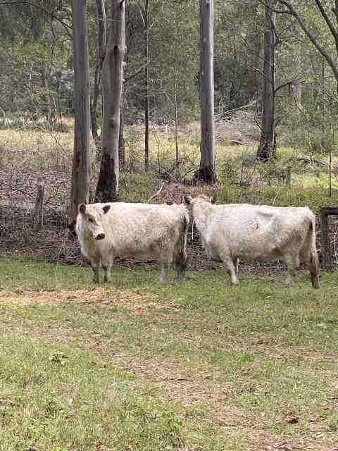 Mini white Galloway cows and mini belted heifers | Livestock | Gumtree ...