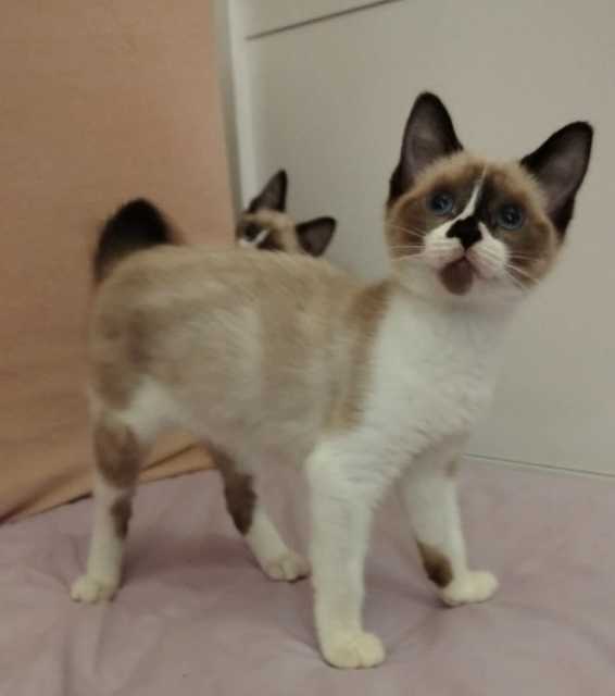 Burmese x Ragdoll kittens | Cats & Kittens | Gumtree Australia ...