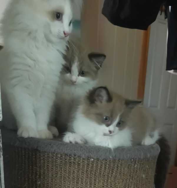 Ragdoll kitten | Cats & Kittens | Gumtree Australia Gold Coast North ...