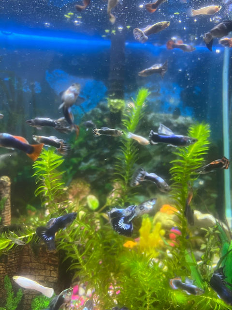 Colourful mixed guppy male and female | Fish | Gumtree Australia ...