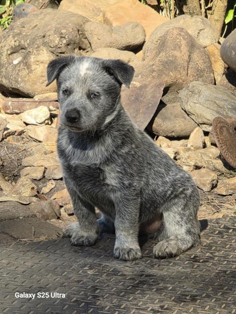 Blue stumpy tail cattle dogs | Dogs & Puppies | Gumtree Australia Tweed ...