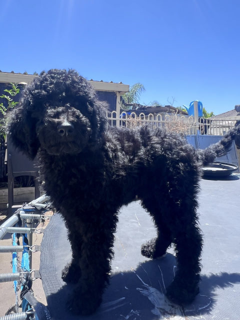 Purebred Black Standard Poodle Puppy – Ready Now! | Dogs & Puppies ...