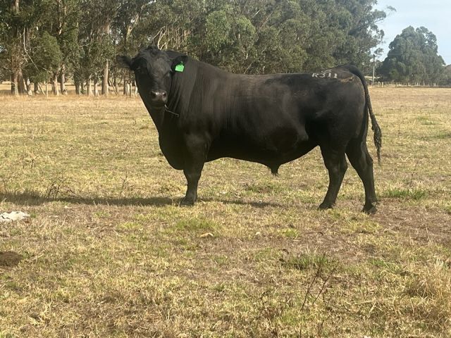 Coonamble Angus Bull | Livestock | Gumtree Australia Albany Area ...