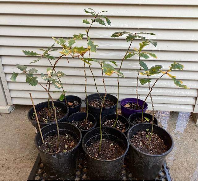 English Oak Trees - $18 each / 6 for $100 - Established Roots - Plants ...