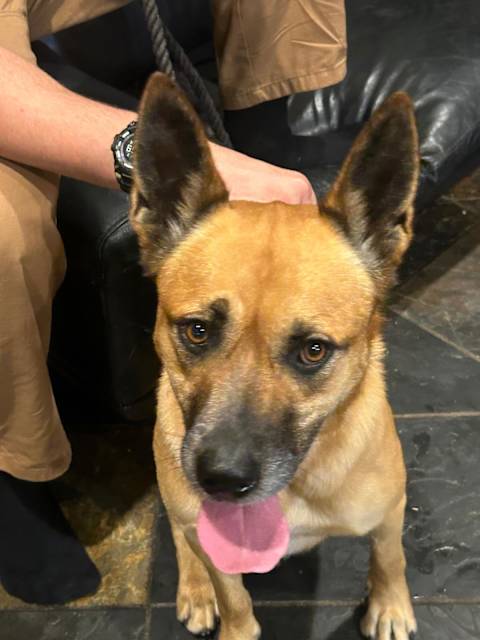 3 legged farm dog | Dogs & Puppies | Gumtree Australia Geraldton City ...