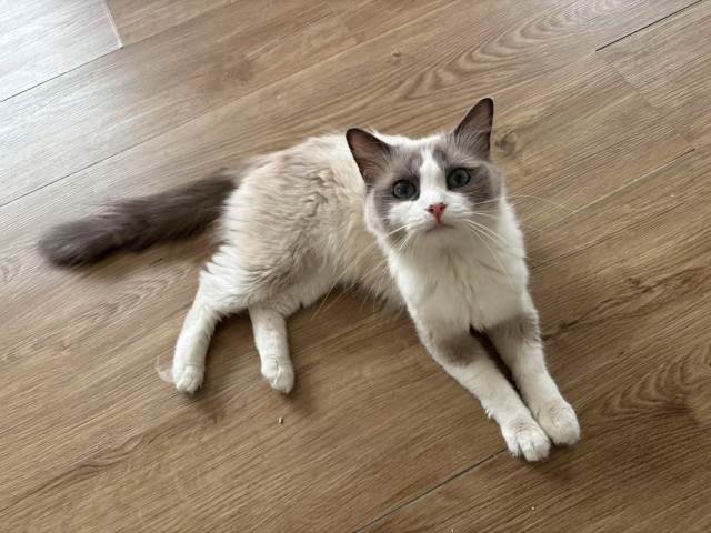 ragdoll blue bi colour is looking for a new home | Cats & Kittens ...