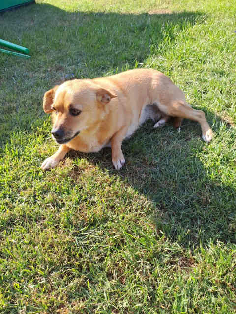 Free to good home | Dogs & Puppies | Gumtree Australia Lismore Area ...