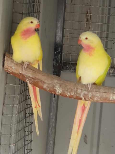 Mature malabar hen and breeding pair yellow lime princess parrots ...