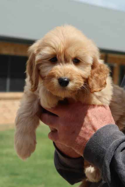 Miniature Groodle Puppies Golden Retriever X Miniature Poodle | Dogs ...