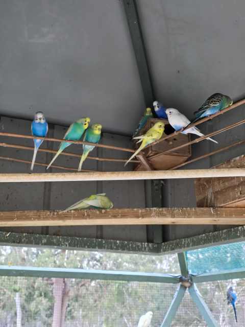 Colourful Avairy Budgies for Sale! | Birds | Gumtree Australia Ipswich ...