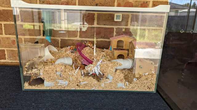 Fish tanks converted to mouse tanks as well as mouse cages & gear | Pet ...