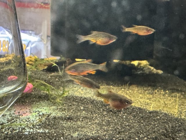 Galaxy Rasbora (AKA Danio CPD) Breeding size | Fish | Gumtree Australia ...