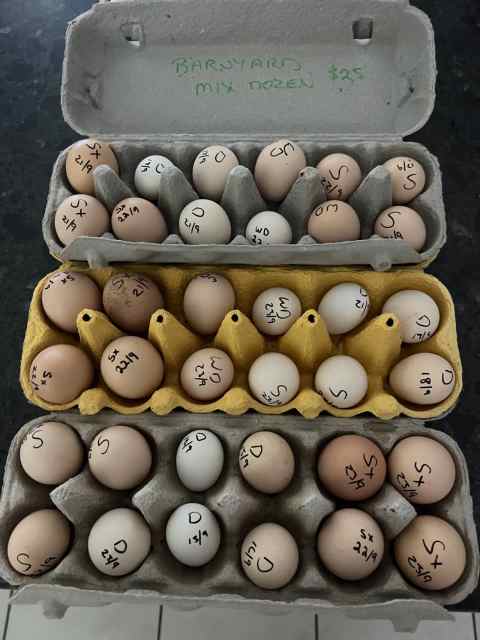 Fertile Eggs, Wyandotte, Silkie, D’Uccle, Satin Silkie | Livestock ...