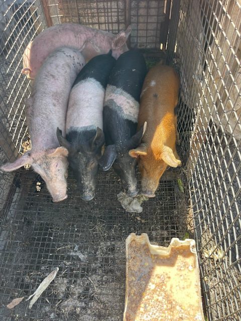 Weaner pigs | Livestock | Gumtree Australia Hawkesbury Area - Richmond ...