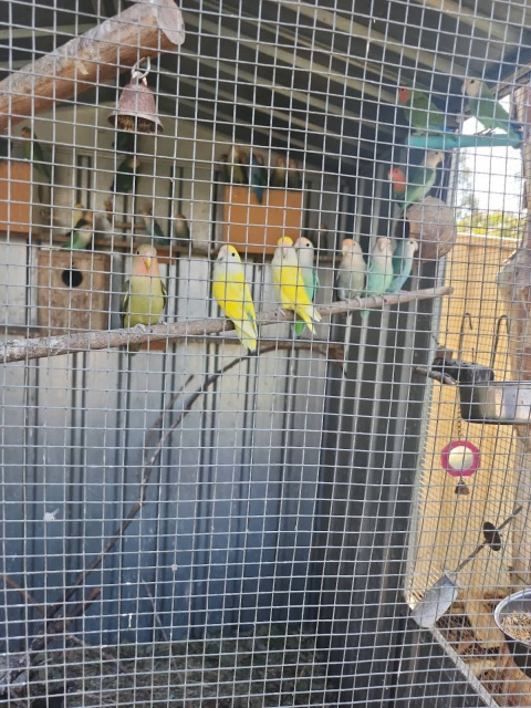 Beautiful colourful love birds prachfaces from aviary | Birds | Gumtree ...