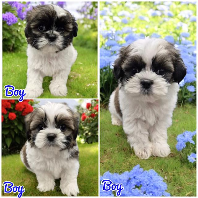 💜3 x Cutest Tiny MALTESE SHIH TZU puppies! Low-shedding! males | Dogs ...
