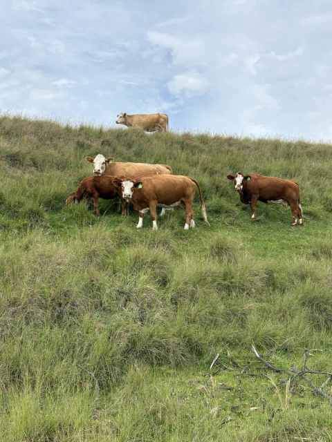Simmental cows purebred | Livestock | Gumtree Australia Southern Downs ...